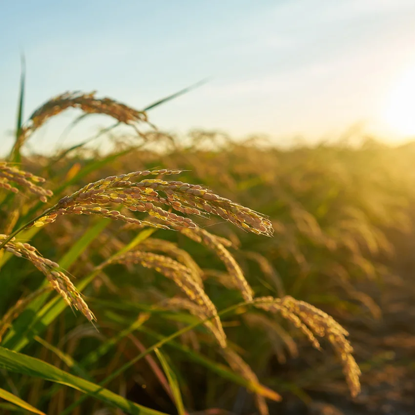 Swad Food Products Project | GL InfoTech Solutions